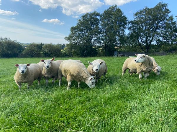 Farming Ads For Sale in Tyrone | DoneDeal