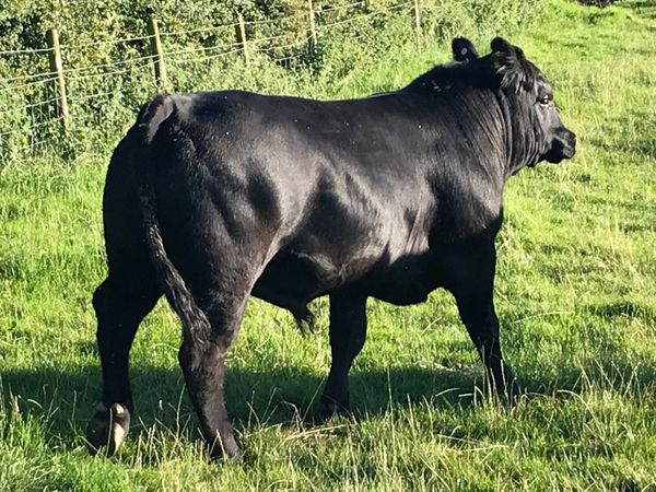 Beef Cattle Ads For Sale in Ulster | DoneDeal