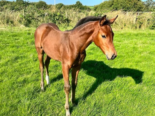 Horses Ads For Sale in Ulster | DoneDeal