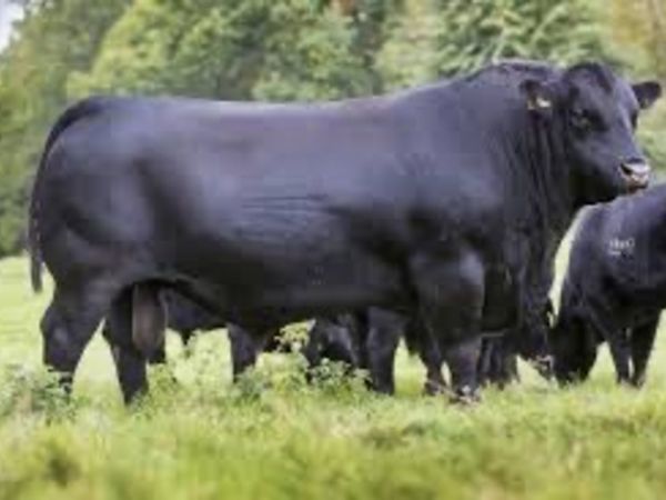 Beef Cattle Ads For Sale in Ulster | DoneDeal