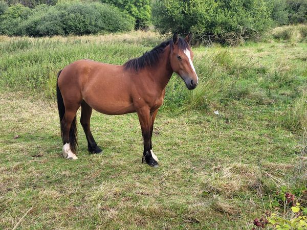 Cobs Ads For Sale in Ireland | DoneDeal