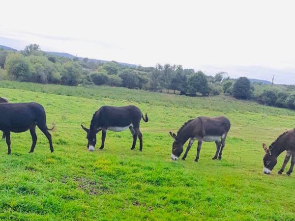 Donkeys Ads For Sale in Ireland | DoneDeal