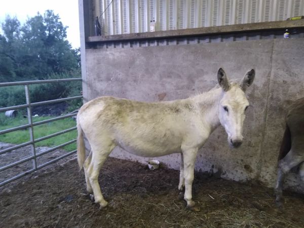 Donkeys Ads For Sale in Ireland | DoneDeal