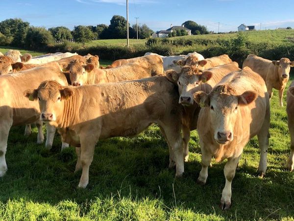 Beef Cattle Ads For Sale in Ulster | DoneDeal