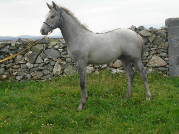 Ponies Ads For Sale in Ireland | DoneDeal