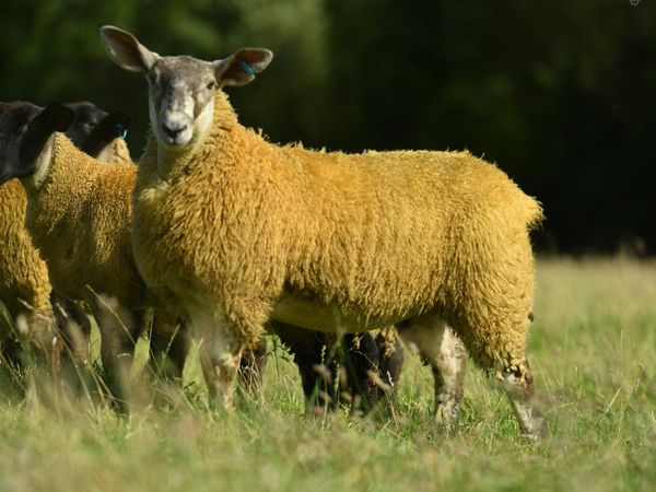 suffolk cross | 181 All Sections Ads For Sale in Ireland | DoneDeal