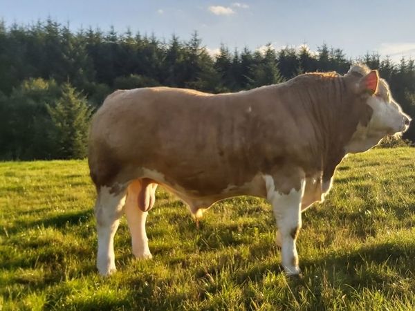 Pedigree Simmental Bull for sale in Armagh for £123 on DoneDeal