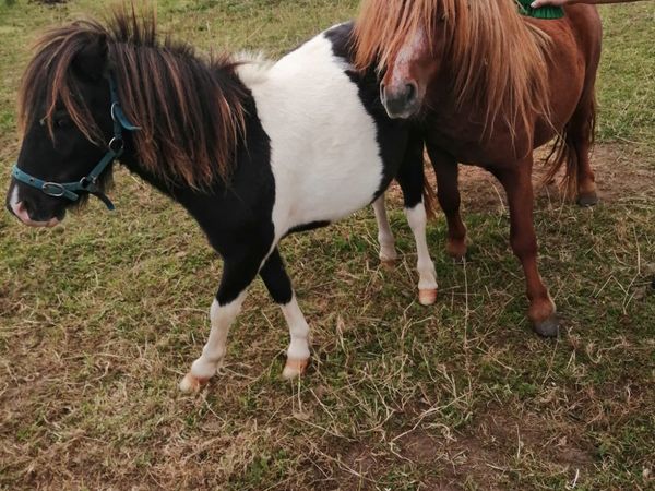 Miniature pony for sale in Clare for €700 on DoneDeal