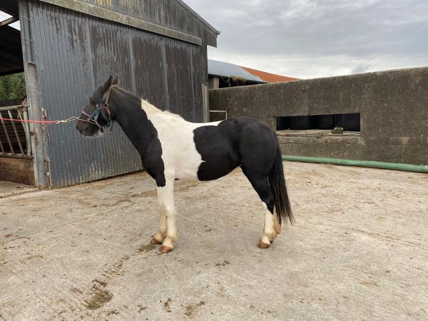 Ponies Ads For Sale in Ireland | DoneDeal
