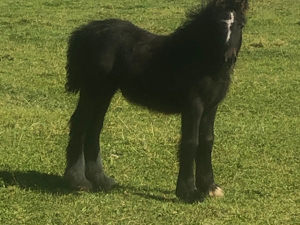 filly foals | 274 All Sections Ads For Sale in Ireland | DoneDeal