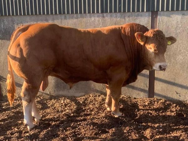 Beef Cattle Ads For Sale in Ulster | DoneDeal