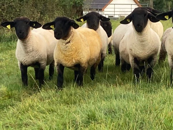 Suffolk Ewe Lambs for sale in Armagh for £12,345 on DoneDeal