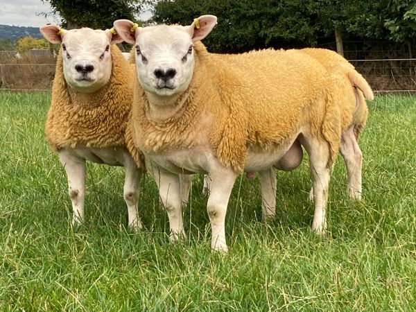 Texel ram lambs for sale in Antrim for £350 on DoneDeal