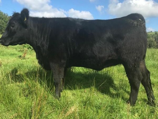 pure bred angus heifers | 107 All Sections Ads For Sale in Ireland ...
