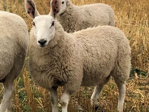 Border Leicester Ram Lamb for sale in Meath for €250 on DoneDeal