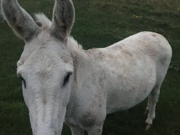 Donkeys Ads For Sale in Ireland | DoneDeal