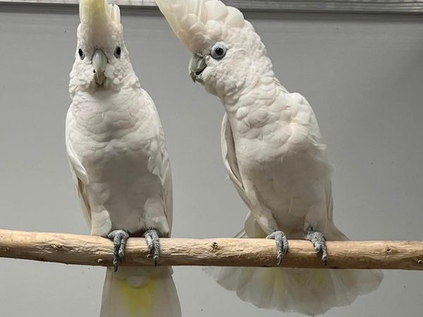 cockatoo | 9 All Sections Ads For Sale in Ireland | DoneDeal