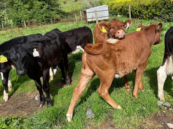 CALVES | 1,506 Livestock Ads For Sale in Ireland | DoneDeal
