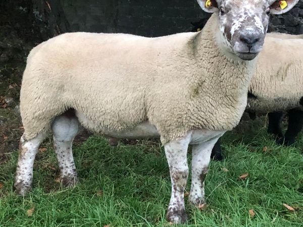 Suftex Ram for sale in Galway for €0 on DoneDeal