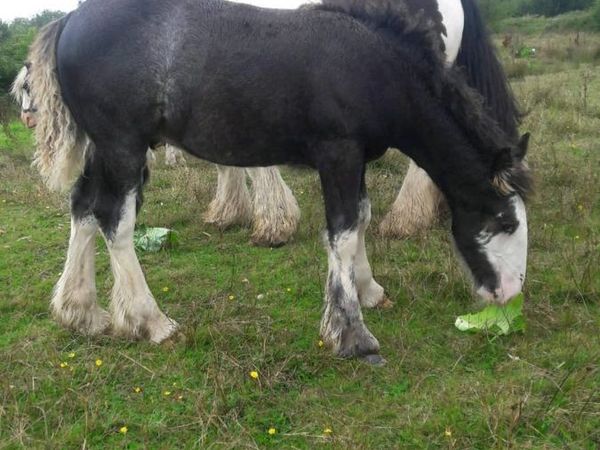 Cobs Ads For Sale in Ireland | DoneDeal