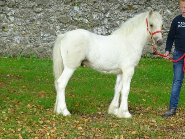 Cobs Ads For Sale in Ireland | DoneDeal