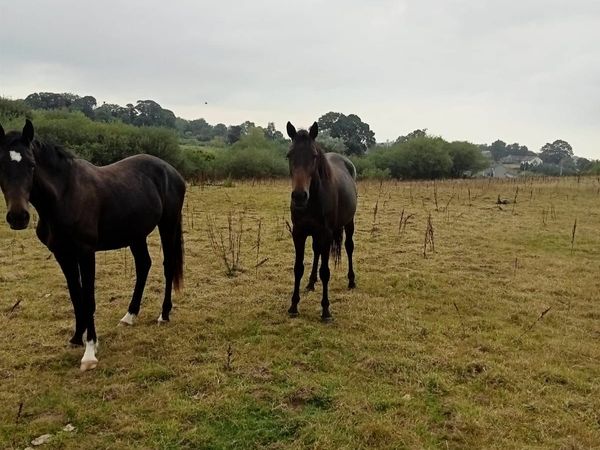 horses | 675 Equine Ads For Sale in Ireland | DoneDeal