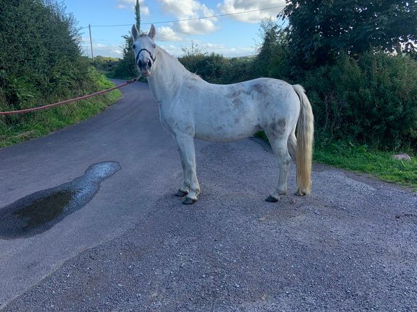 connemara | 256 Ponies Ads For Sale in Ireland | DoneDeal