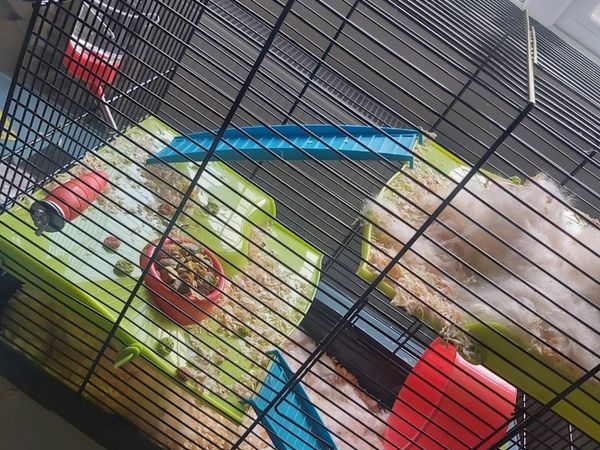 hamster | 66 All Sections Ads For Sale in Ireland | DoneDeal
