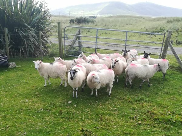sheep dogs for sale | 909 All Sections Ads For Sale in Ireland | DoneDeal
