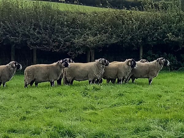 sheep dogs for sale | 684 All Sections Ads For Sale in Ireland | DoneDeal