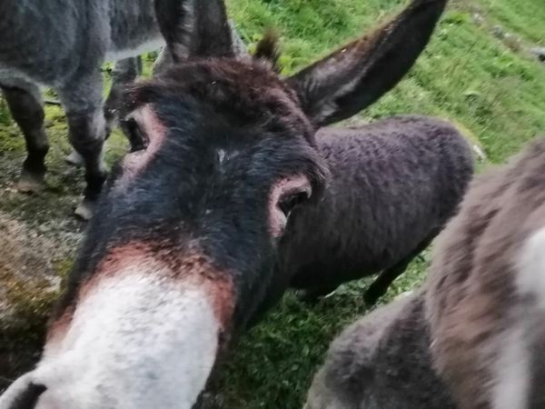 Donkeys Ads For Sale in Ireland | DoneDeal