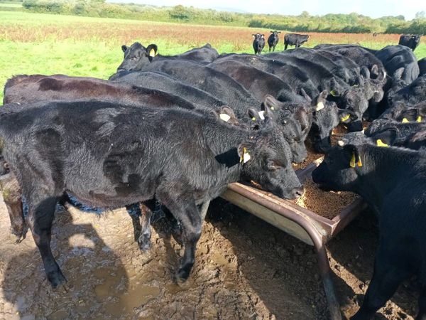 32 ANGUS BULL WEANLINGS for sale in Limerick for €540 on DoneDeal