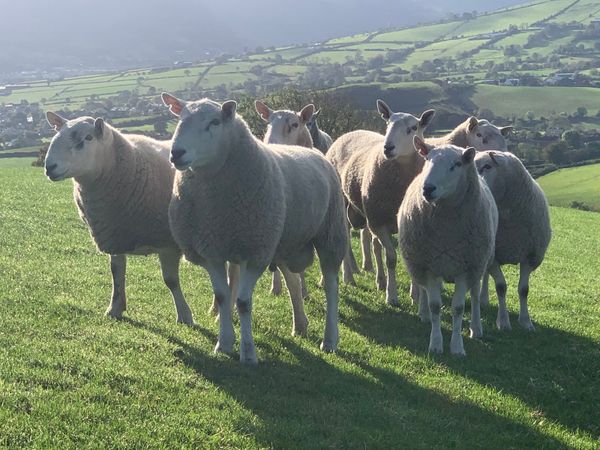 wicklow cheviot sheep | 24 All Sections Ads For Sale in Ireland | DoneDeal