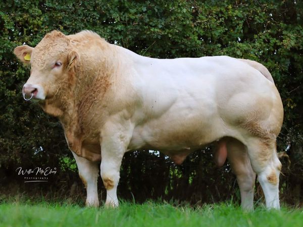 Beef Cattle Ads For Sale in Antrim | DoneDeal