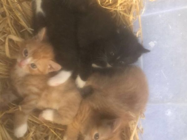 free puppies to good homes! | 6,630 All Sections Ads For Sale in ...