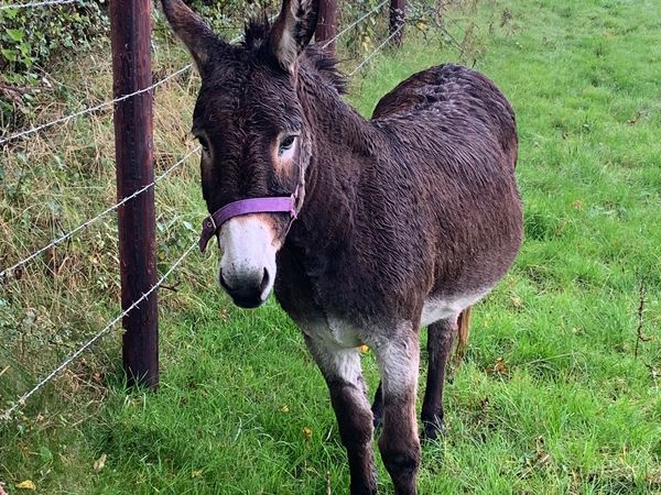 Donkeys Ads For Sale in Ireland | DoneDeal