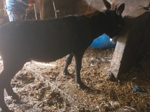 Donkeys Ads For Sale in Ireland | DoneDeal