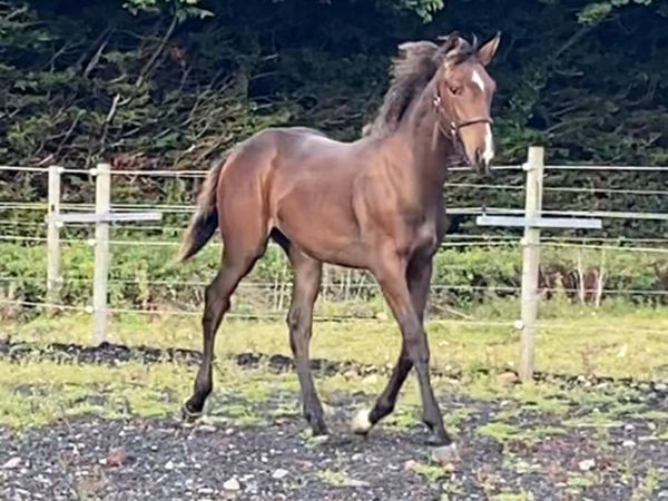 Horses Ads For Sale in Ulster | DoneDeal