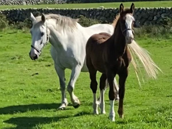 Irish Draught | 92 Horses Ads For Sale in Ireland | DoneDeal