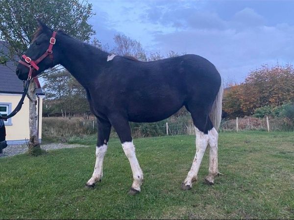 Horses Ads For Sale in Ulster | DoneDeal