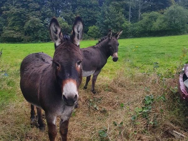 donkeys | 146 All Sections Ads For Sale in Ireland | DoneDeal
