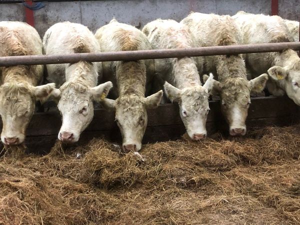 Beef Cattle Ads For Sale in Donegal | DoneDeal
