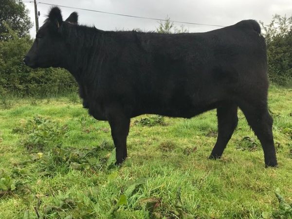 Beef Cattle Ads For Sale in Ulster | DoneDeal