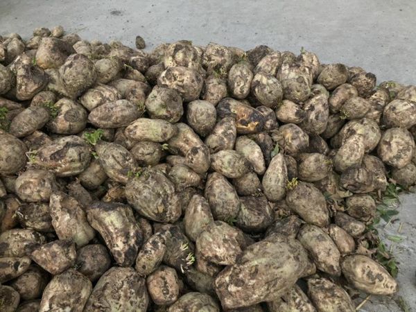 fodder beet chopper for sale | 133 All Sections Ads For Sale in Ireland ...