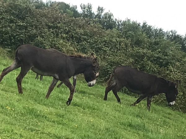 Donkeys Ads For Sale in Ireland | DoneDeal