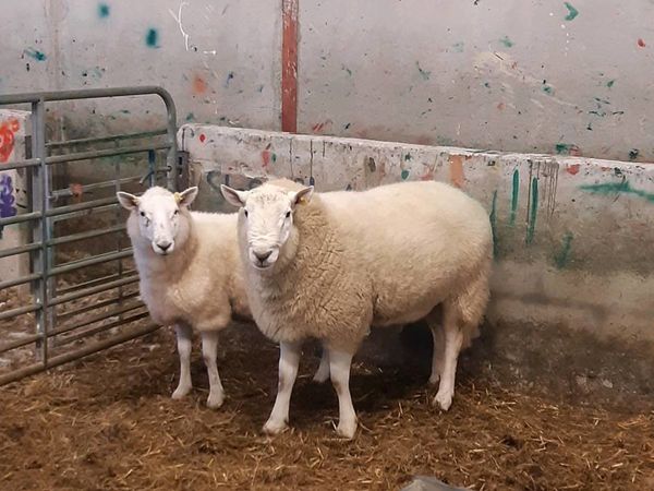 wicklow cheviot sheep | 24 All Sections Ads For Sale in Ireland | DoneDeal