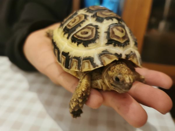 tortoise | 19 All Sections Ads For Sale in Ireland | DoneDeal