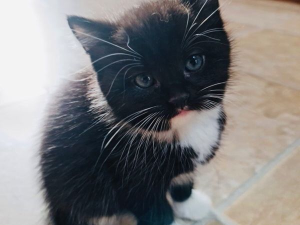 kittens | 177 Cats Ads For Sale in Ireland | DoneDeal