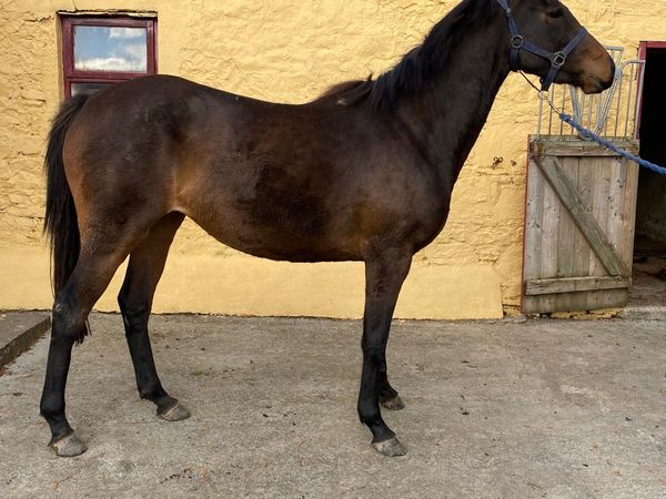 Equine Ads For Sale in Ireland | DoneDeal