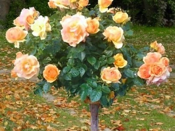 Standard roses for sale for sale in Kerry for €32 on DoneDeal
